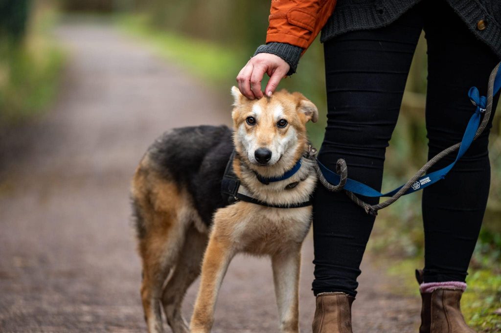 Dogs Available for Rehoming - The Rescue Hotel